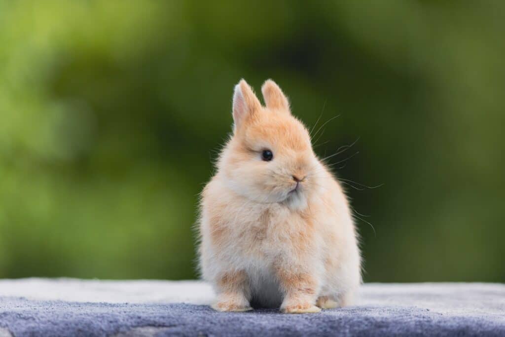 Comment voit un lapin nain ? - Animal Favori