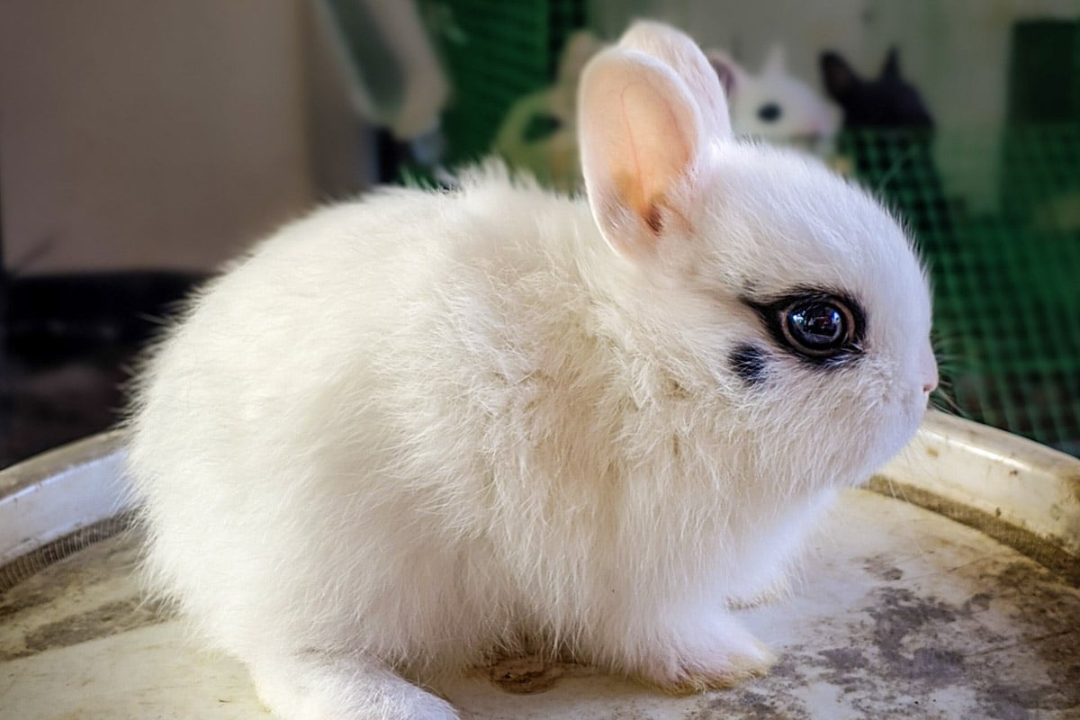 Les races de lapin nain : guide complet et descriptif - Animal Favori