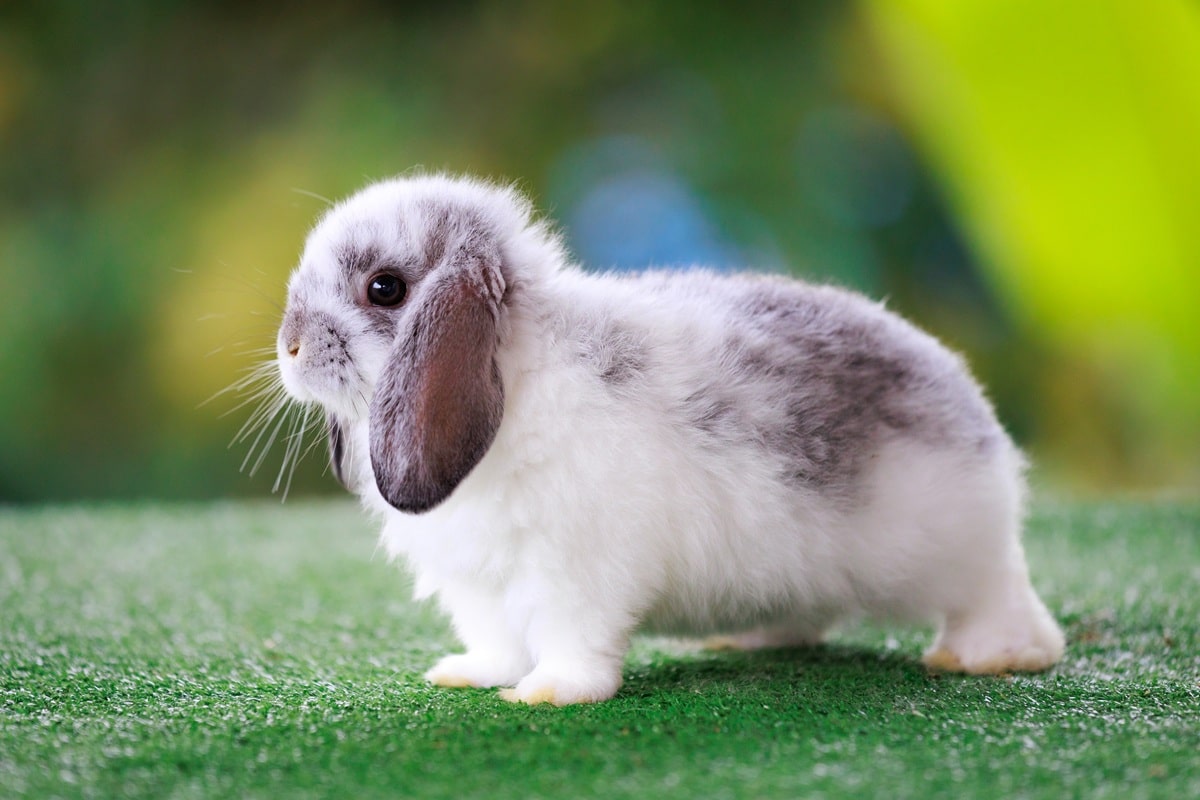 Les races de lapin nain : guide complet et descriptif - Animal Favori