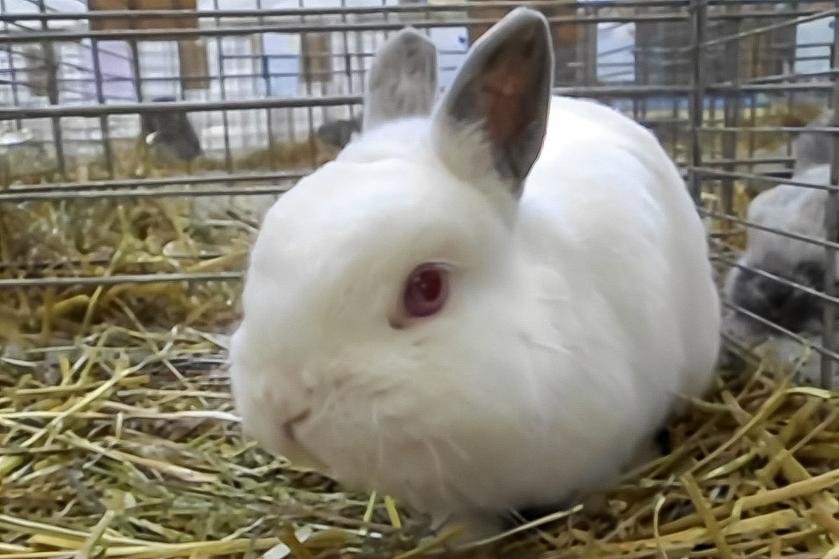 Les races de lapin nain : guide complet et descriptif - Animal Favori
