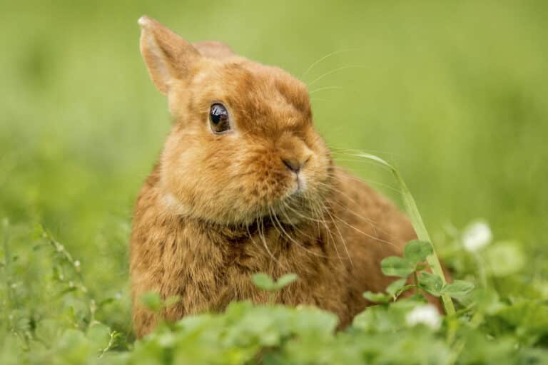 Lapin nain satin : tout savoir sur cette race et son pelage - Animal Favori
