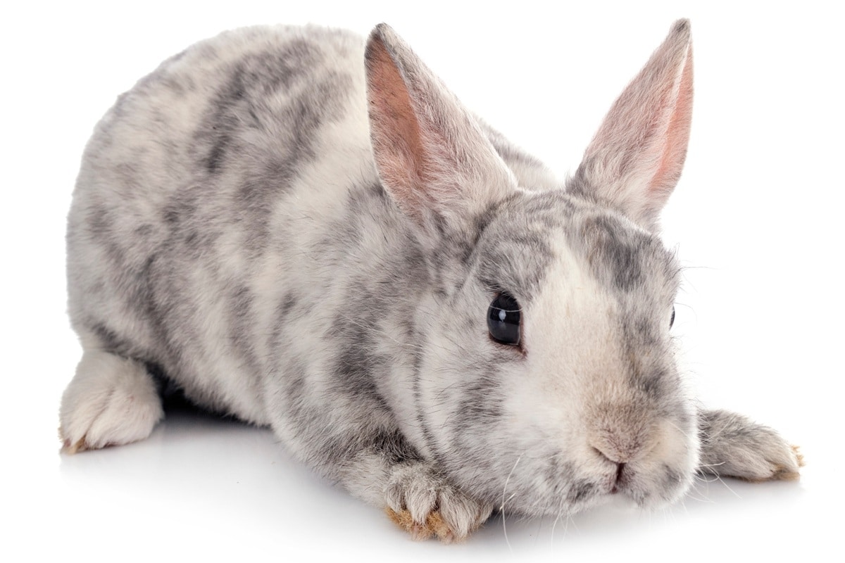 Les races de lapin nain : guide complet et descriptif - Animal Favori